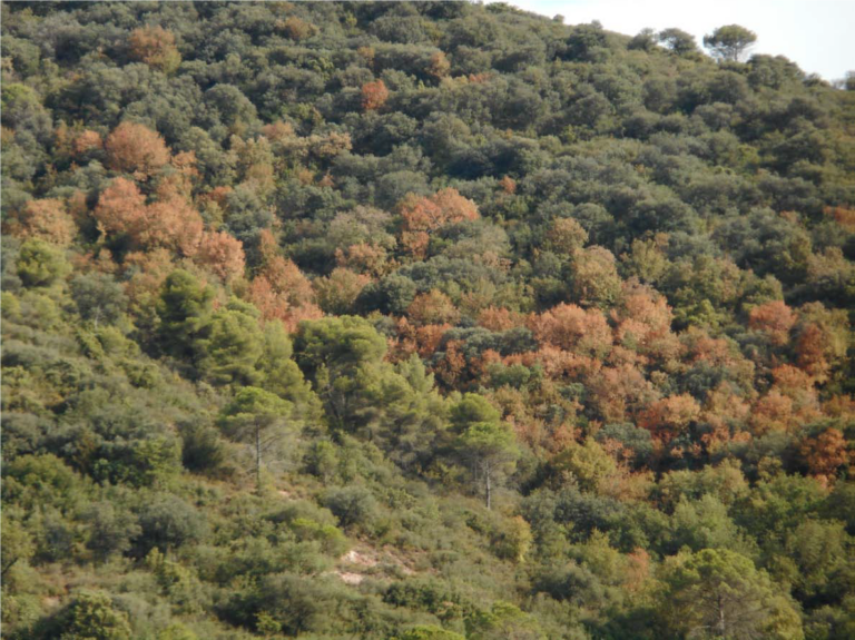 Al 2021 s’ha duplicat la superfície de bosc afectada per sequera a ...